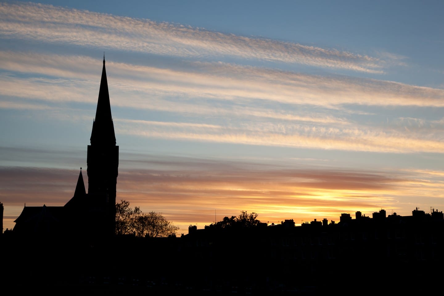 Some of Edinburgh's iconic trees - TreeTime : TreeTime