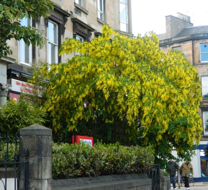 Edinburgh trees in yellow and red (also green) - TreeTime Edinburgh ...