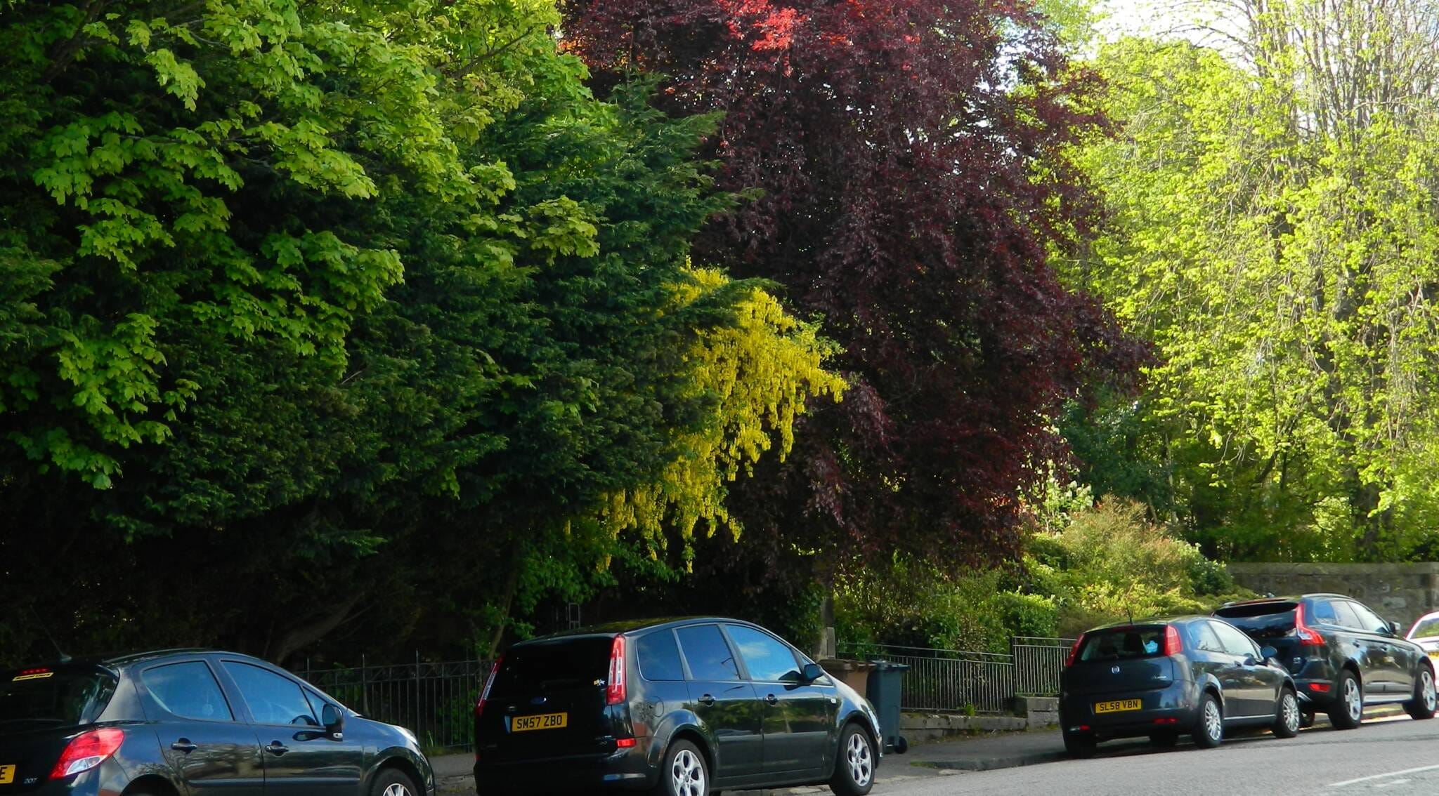 Edinburgh trees in yellow and red (also green) | TreeTime Edinburgh ...