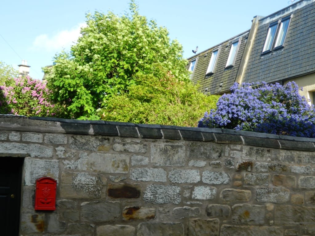 Edinburgh trees in yellow and red (also green) | TreeTime Edinburgh ...