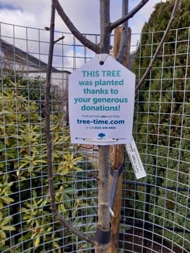 New Street Trees - TreeTime Edinburgh : TreeTime Edinburgh