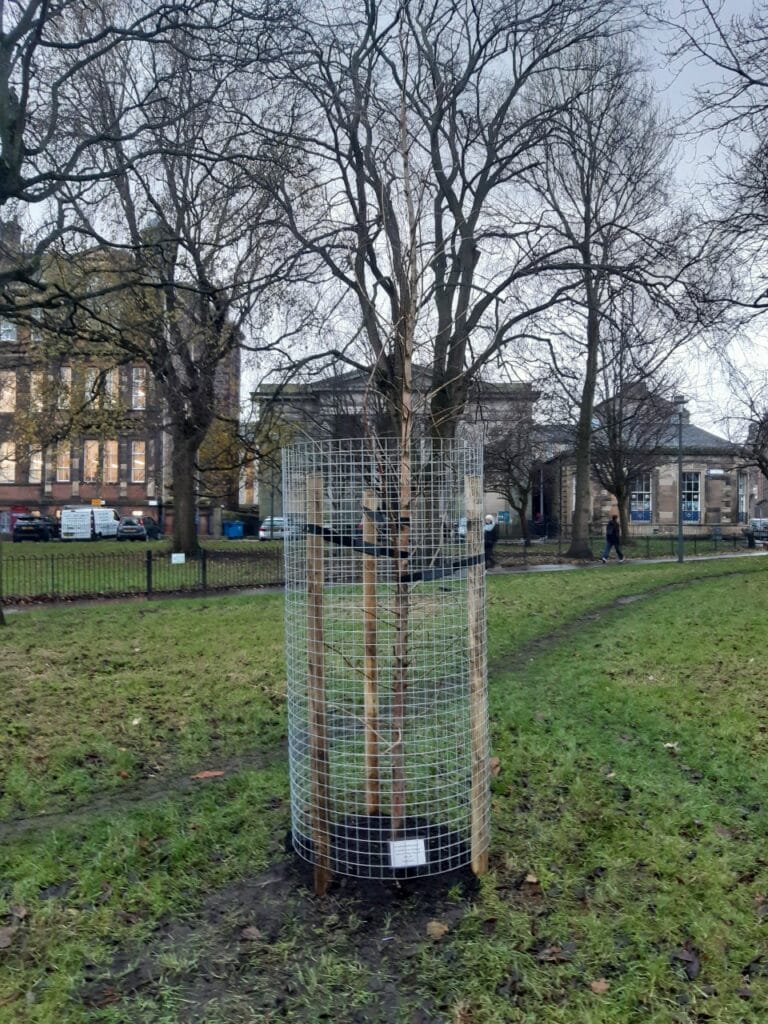 New Dedication Trees - TreeTime : TreeTime