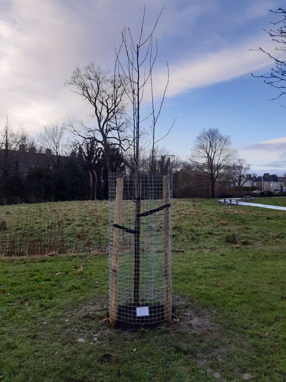 New Dedication Trees - TreeTime : TreeTime