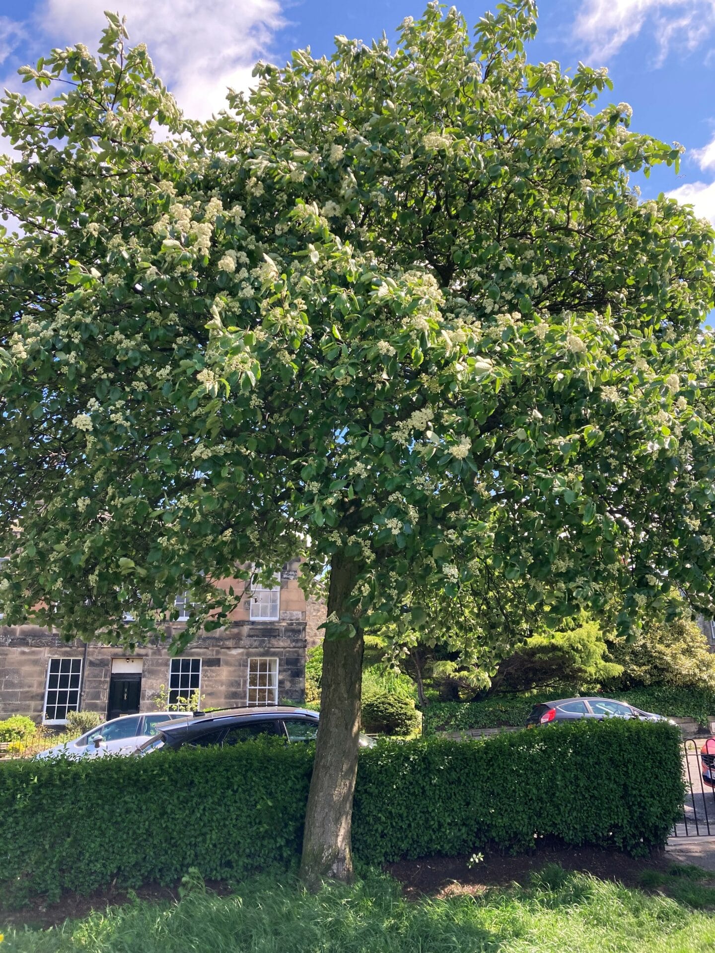 Abercorn Park – Swedish Whitebeam - TreeTime : TreeTime