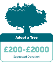 Winchburgh: Millgate Park: Large Leaf Lime - TreeTime : TreeTime