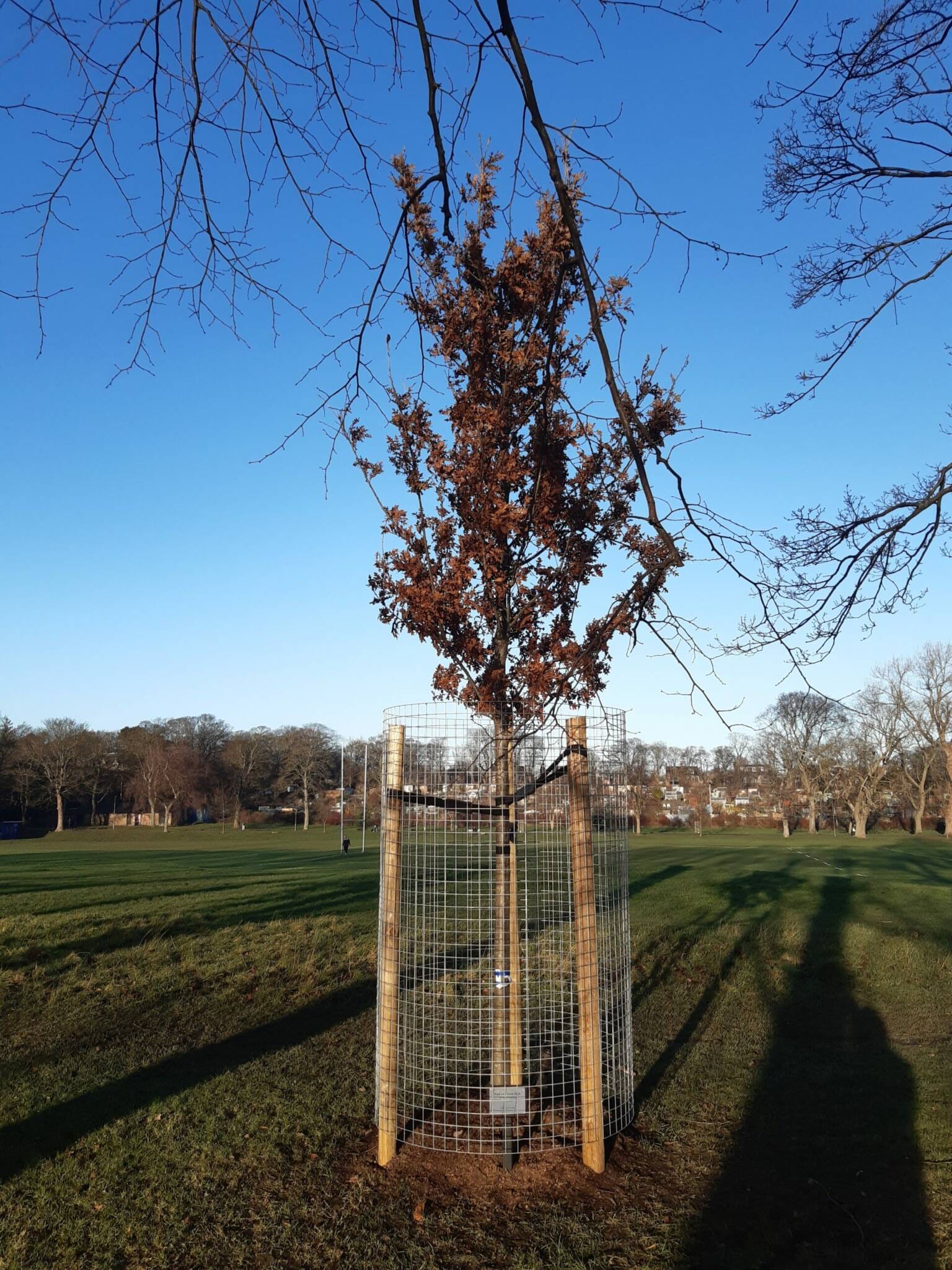 Plant A Tree - Last Orders - TreeTime : TreeTime
