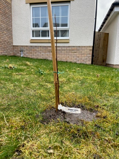 Free Garden Trees in Edinburgh - TreeTime Edinburgh : TreeTime Edinburgh