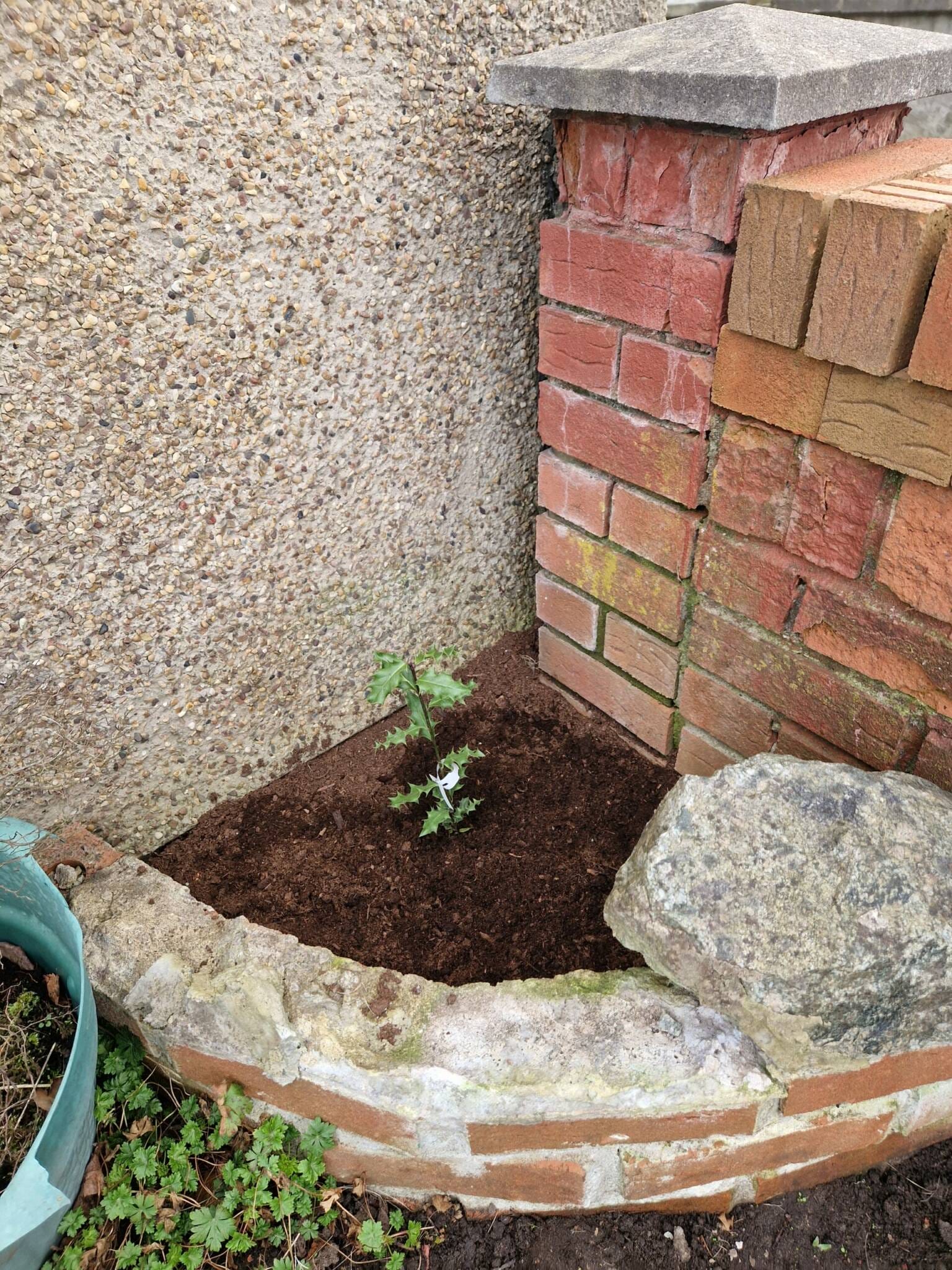 Free Garden Trees in Edinburgh - TreeTime Edinburgh : TreeTime Edinburgh