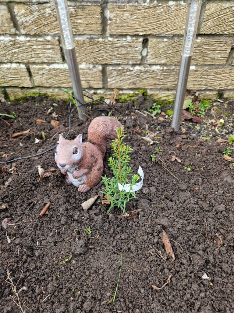 Free Garden Trees in Edinburgh - TreeTime Edinburgh : TreeTime Edinburgh