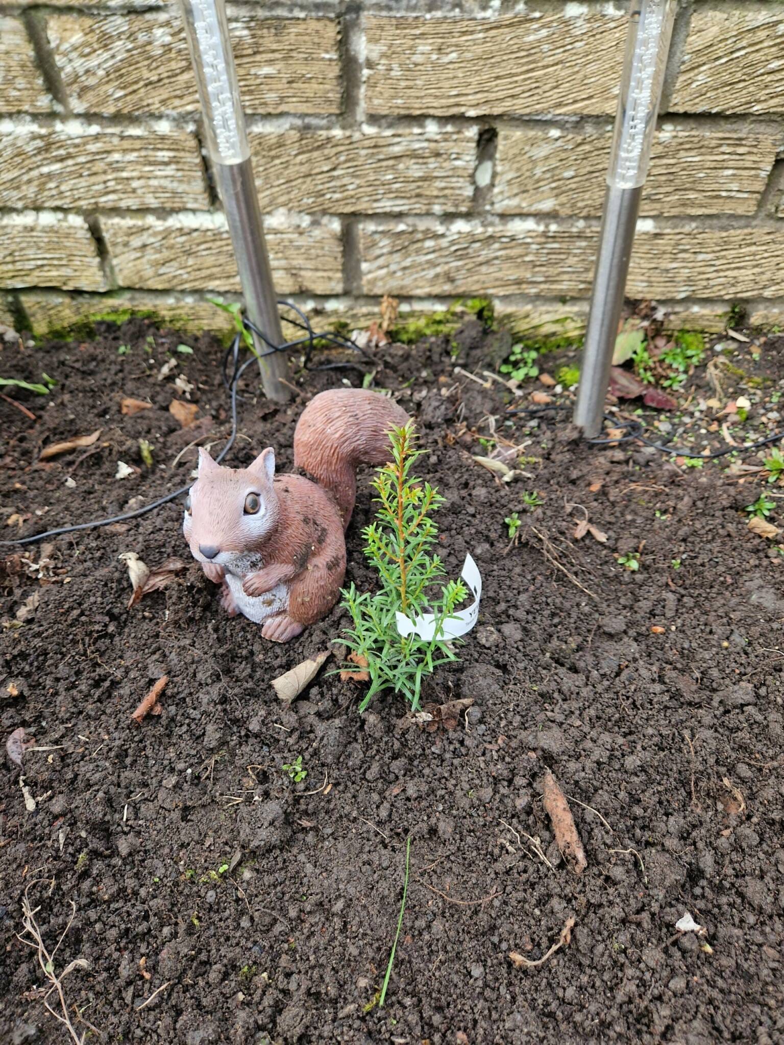 Free Garden Trees in Edinburgh - TreeTime Edinburgh : TreeTime Edinburgh