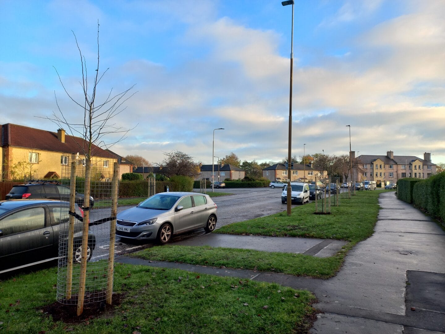 New Trees on Sleigh Drive - TreeTime : TreeTime