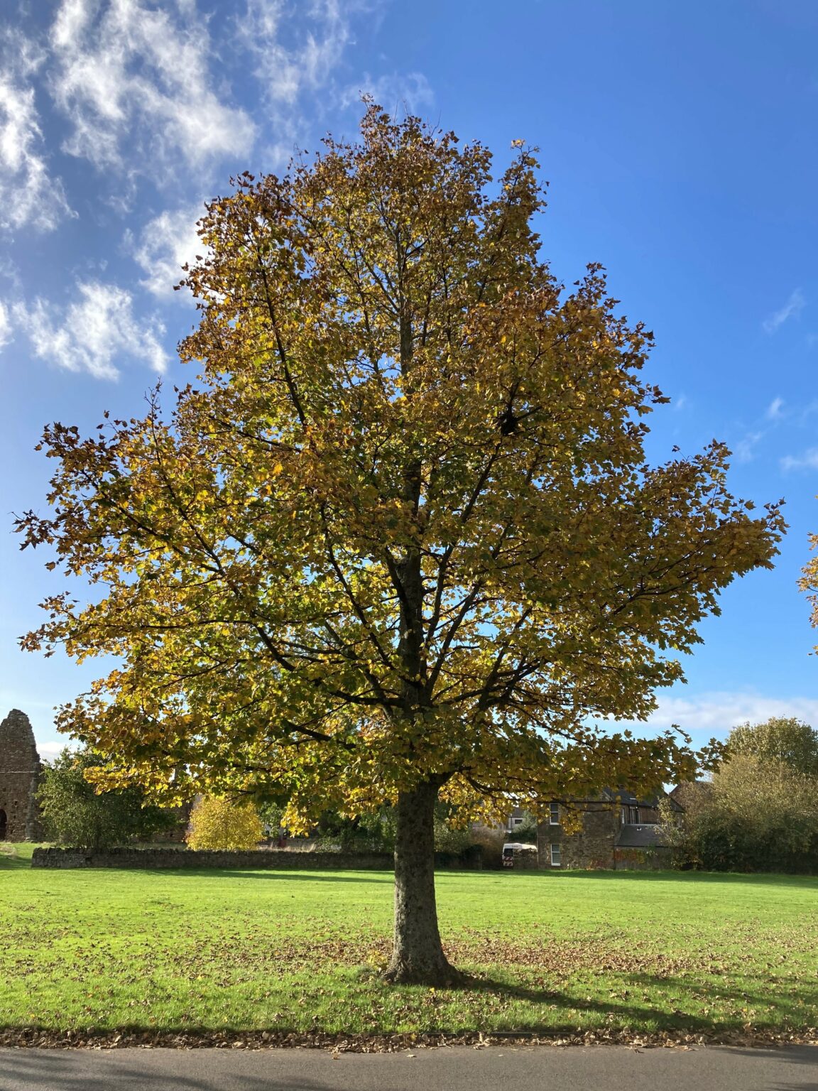 Haddington Skatepark - Maple - TreeTime : TreeTime
