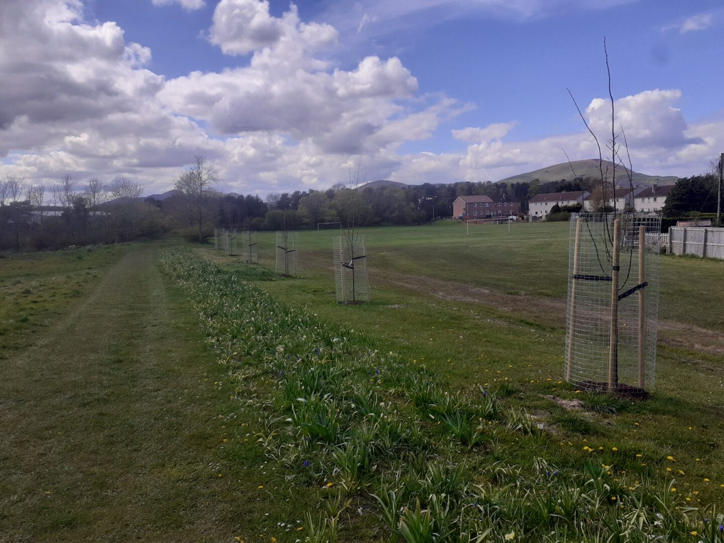 New Loanhead Trees - TreeTime : TreeTime