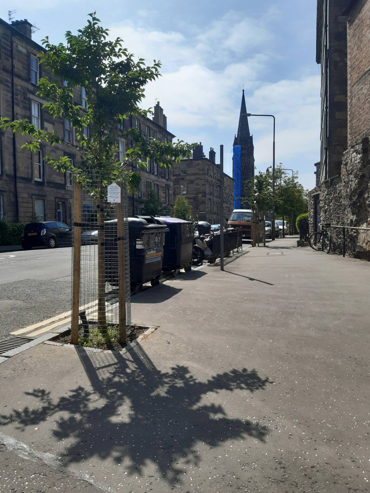 Abercorn Crescent Street Trees - TreeTime Edinburgh : TreeTime Edinburgh