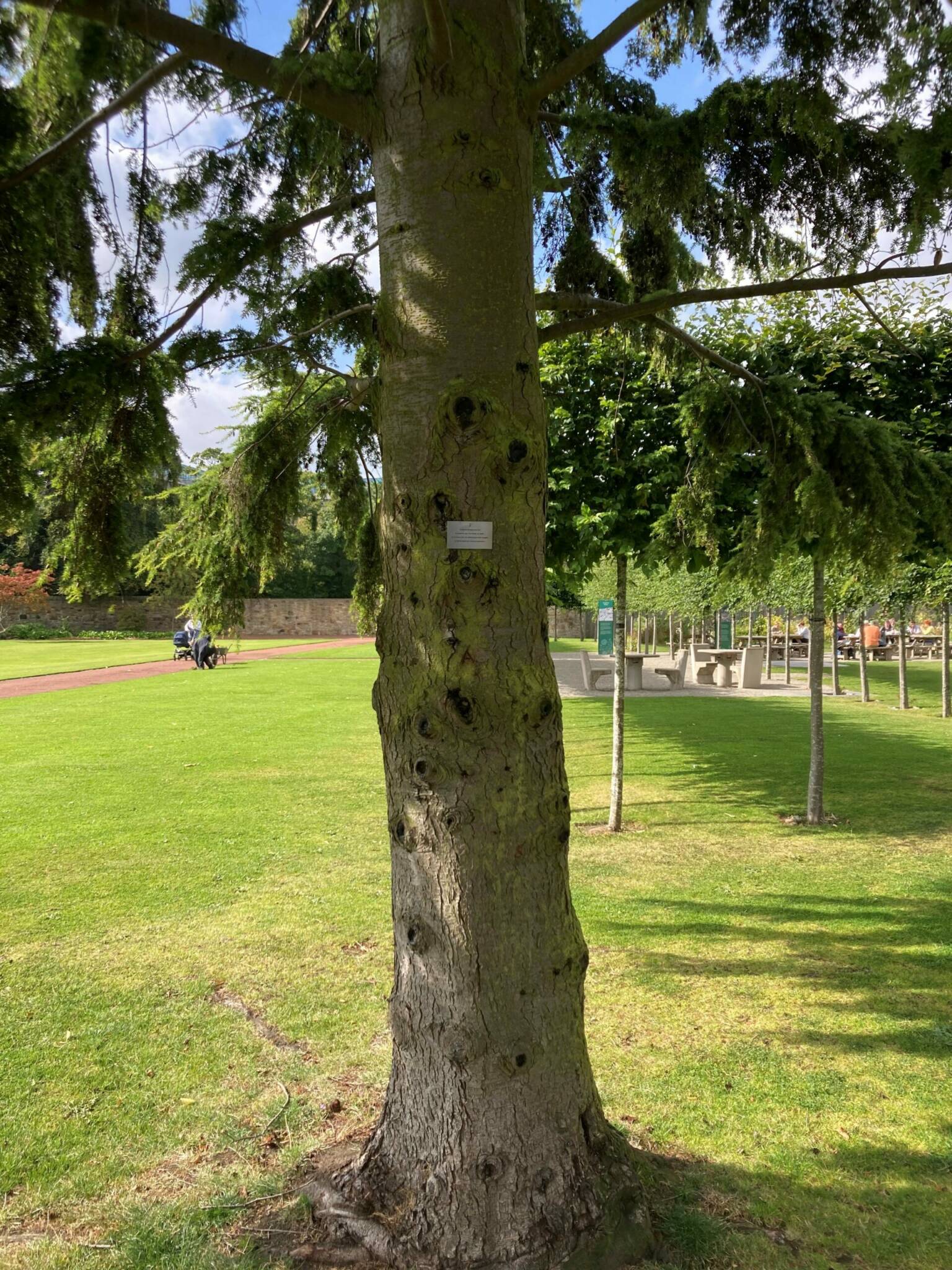 Rainbow Recovery Memorial Tree - TreeTime : TreeTime